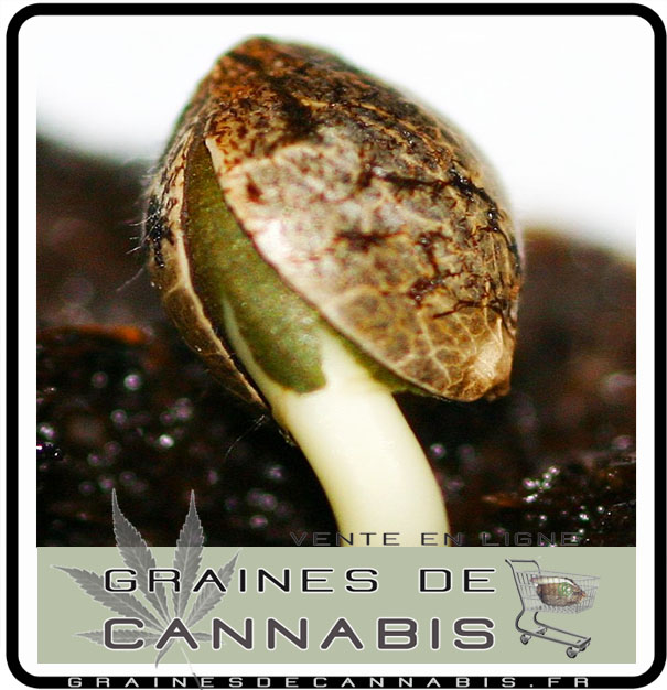 Comment germer des graines de cannabis? Comment germer des graines de cannabis?